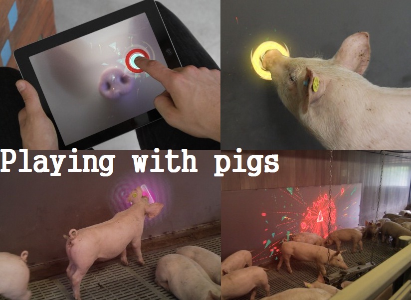 Designing games for pigs (and humans!): Interview with team behind the ...